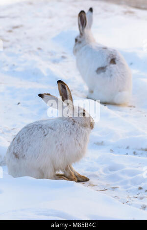 White-tailed Jackrabbits (Lepus townsendii) in snow, Alberta, Canada ...