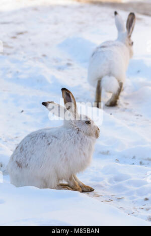 Two white-tailed jackrabbits in different stages of turning from brown ...