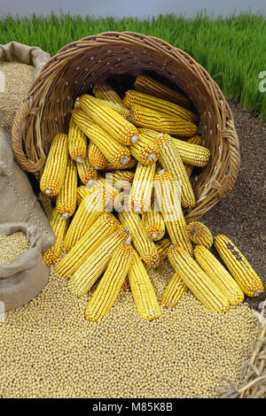 Big Bunch of Yellow Maize Corn Cob Ears Stock Photo - Alamy