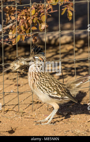 Roadrunner Eating a Bird in Arizona Stock Photo - Alamy