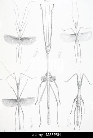 This 1859 catalog details the orthopterous insects in the British ...