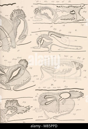 This 1912 work offers a detailed description of the alligator ...