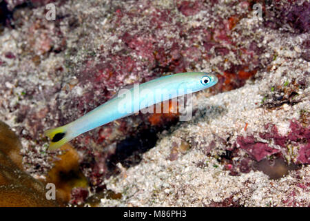 Spot-tail dartfish, Ptereleotris heteroptera, Fiji. Also known as a ...