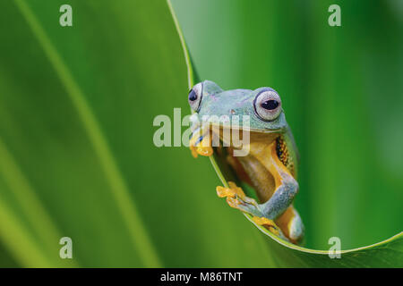 A green tree frog amphibian Stock Photo - Alamy