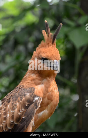 Javan hawk eagle, Java, Indonesia Stock Photo - Alamy