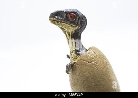 baby velociraptor into egg on white background Stock Photo - Alamy
