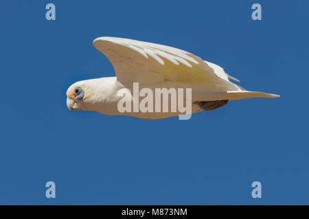 Little Corella in flight Stock Photo - Alamy