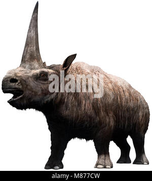 Elasmotherium, illustration. This extinct prehistoric mammal was a ...