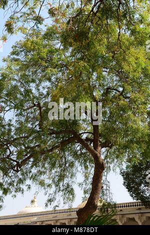 Medicinal ayurvedic azadirachta indica or Neem leaves and flowers. Very ...