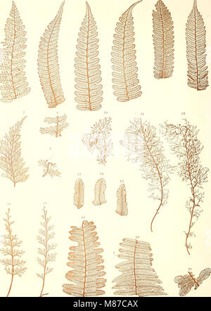 This 1865 work on ferns discusses the study and identification of ...