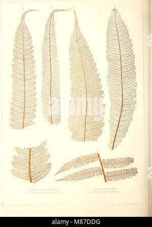 This work on paleobotany explores the geological history of plants ...