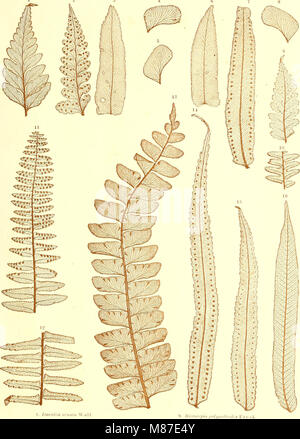 This work on paleobotany explores the geological history of plants ...