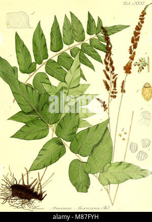This 1848 German botanical work presents a detailed illustrated study ...