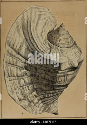 This work focuses on the genus Strombea, a type of gastropod shell ...