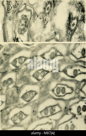 . Electron-microscopic structure of protozoa Stock Photo - Alamy