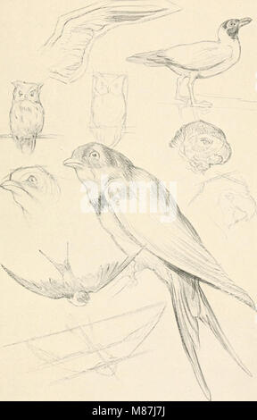 *Drawing for Beginners* (1920) is an instructional book designed to ...