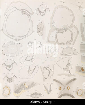 This 1893 work focuses on the Enteropneusta species of the Gulf of ...