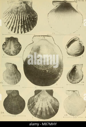 This 1937 study of East Coast marine shells provides descriptions of ...