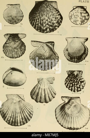 'East Coast Marine Shells' describes the shore mollusks and other ...