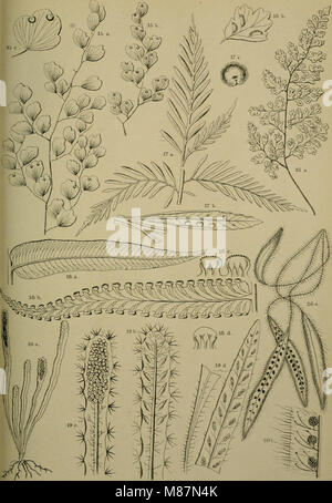 This book offers detailed descriptions of ferns and Selaginellas ...