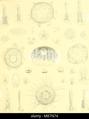 'Echinoidea' (1903) focuses on the scientific study of echinoderms ...