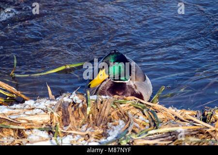Mallard Drake floats in cold water (Anas platyrhynchos Stock Photo - Alamy