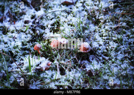 Toadstools in the snow Stock Photo - Alamy