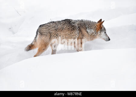 Wild Wolf walking forward Stock Photo - Alamy