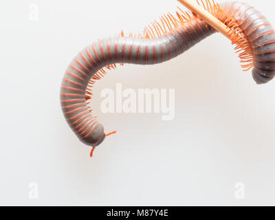 Millipedes, insect with long body and many legs look like centipedes ...