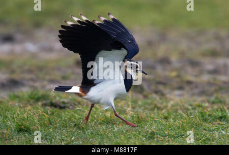 Kievit baltsend; Northern Lapwing displaying Stock Photo - Alamy