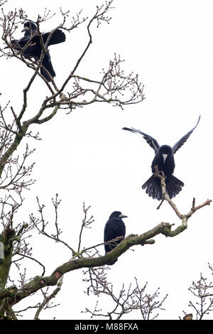 Rooks in tree on branches with snow on blue sky Stock Photo - Alamy