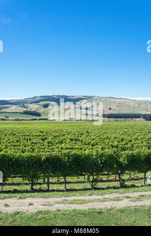 The Crater Rim Winery vineyards, Waipara, North Canterbury Stock Photo ...