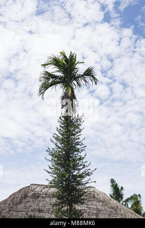 View of nice tropical beach with one lonely palm Stock Photo - Alamy