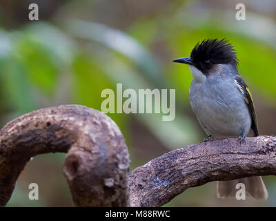 An Ashy Bulbul (Hemixos flavala) perched on a small branch in the ...