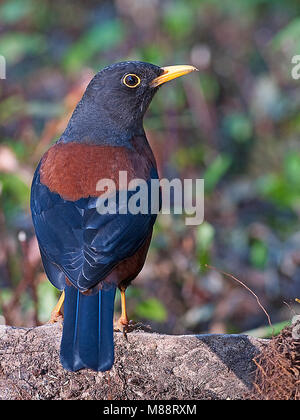 Chestnut thrush (Turdus rubrocanus) bird in nature Thailand Stock Photo ...