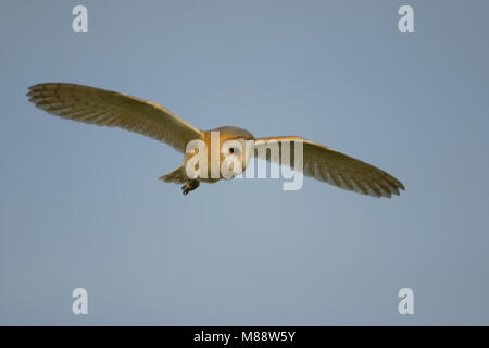 Barn Owl flying; Kerkuil vliegend Stock Photo - Alamy
