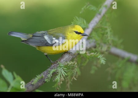 Volwassen mannetje Blauwvleugelzanger, Adult male Blue-winged Warbler Stock Photo - Alamy