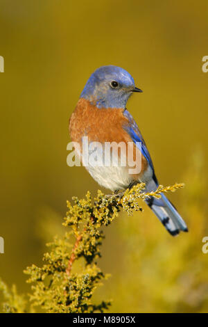 Adult male Socorro Co., NM December 2007 Stock Photo - Alamy