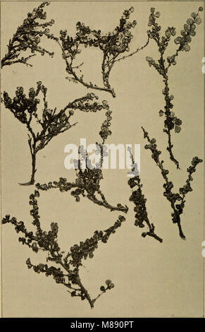 This elementary botany textbook provides an introduction to plant ...