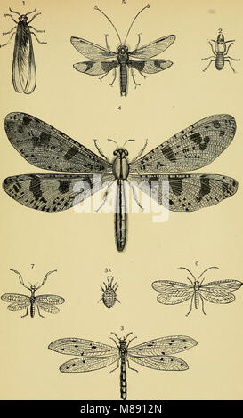 This entomological text provides an introduction to the natural history ...