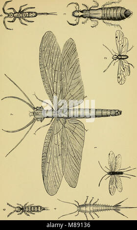 This guide introduces the study of insects and nature, highlighting the ...