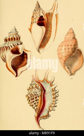 Elements of conchology an Elements of conchology : an introduction to ...