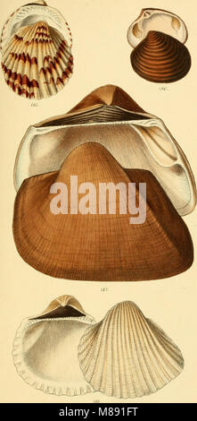 Elements of conchology an Elements of conchology : an introduction to ...