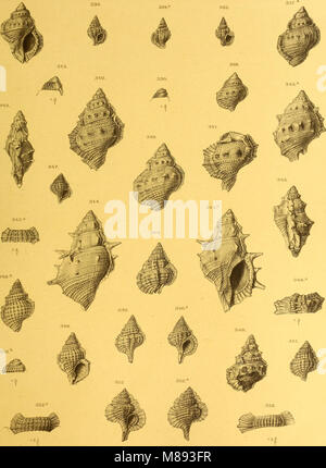 'Die Fossilien von Java' (1891) is a collection of fossil findings from ...