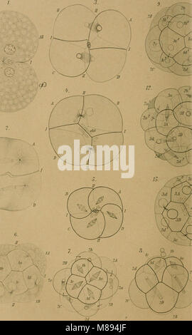 The study covers invertebrate anatomy and development, examining ...