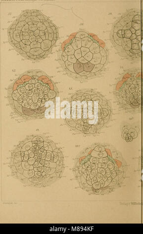'Embryologie von Physa fontinalis L.' (1905) focuses on the embryology ...