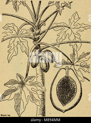 This guide identifies emergency food plants and poisonous plants found ...