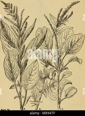 This guide identifies emergency food plants and poisonous plants found ...