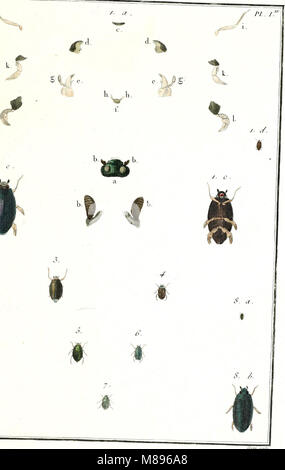 A comprehensive guide to the study of insects, focusing on black flies ...