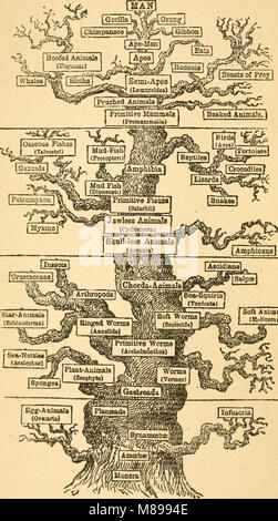 'Evolution, and Its Bearing on Religions' (1901) explores the ...